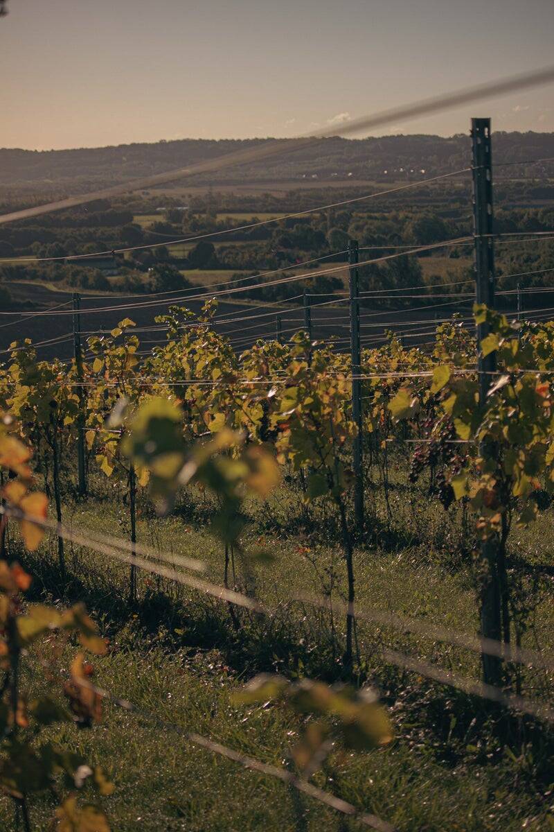 About | Hungerhill Vineyard