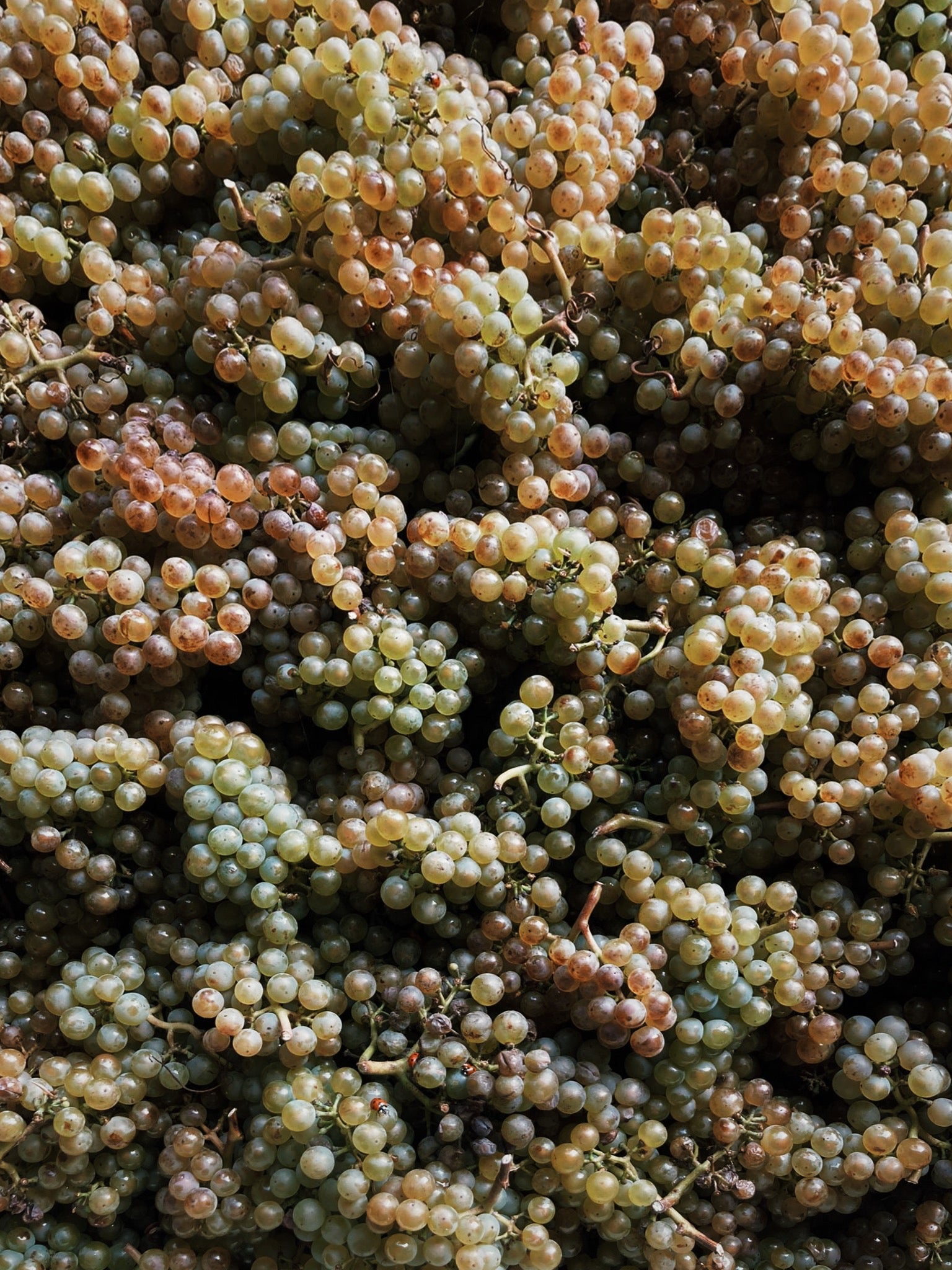 About | Hungerhill Vineyard